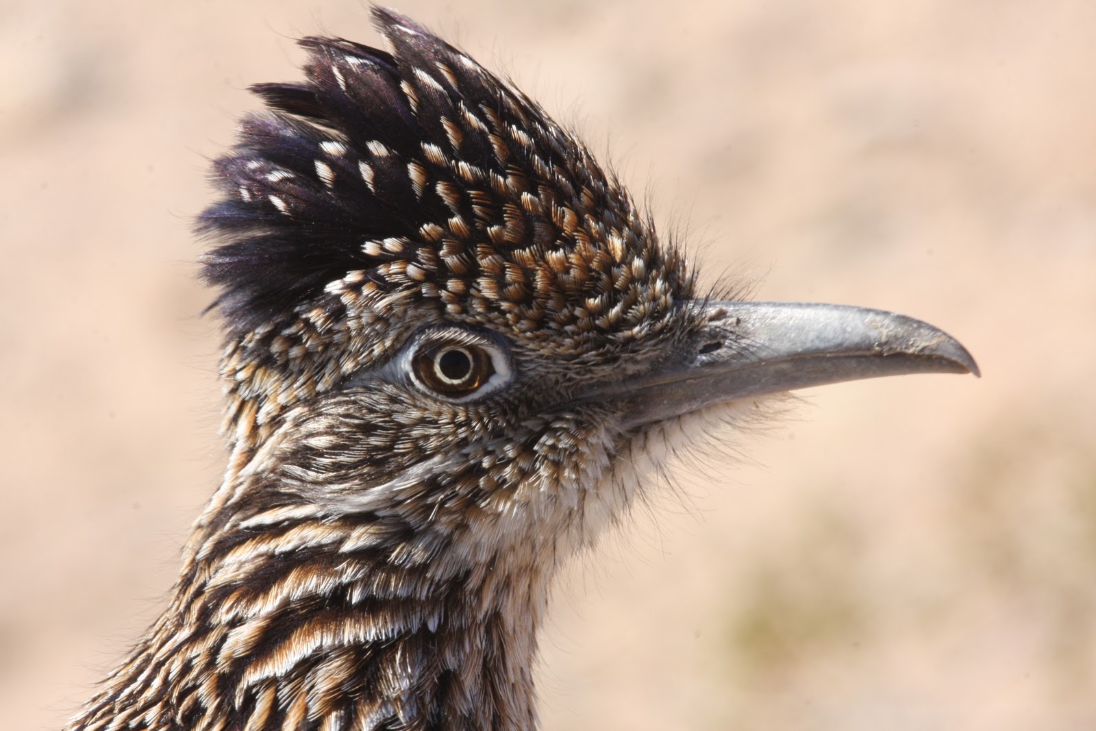 Greater Roadrunner | Phainopepla Fables