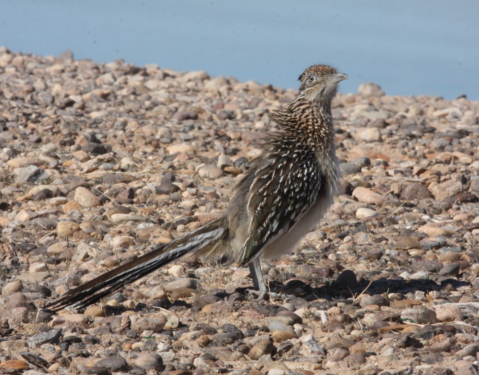 Greater Roadrunner | Phainopepla Fables
