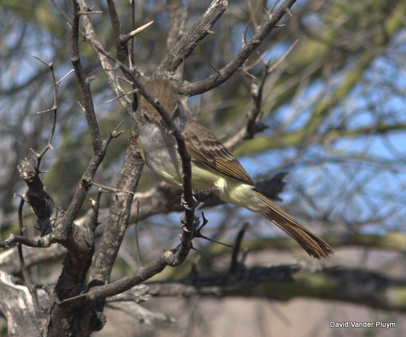 Nutting’s Flycatcher Confirmed Breeding! | Phainopepla Fables